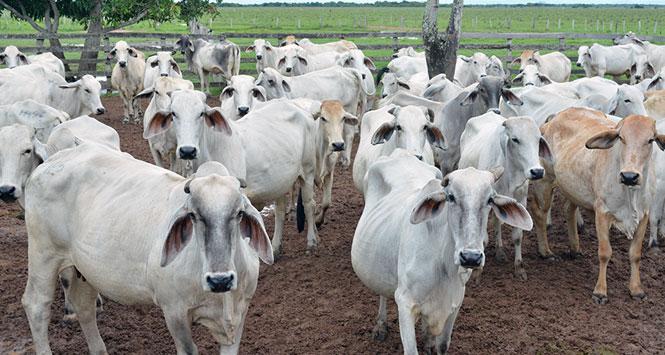 Saravena - Qué hacer y lugares para conocer